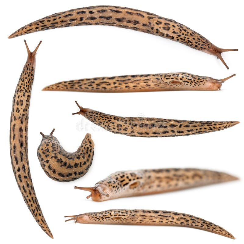 Leopard in Front of a White Background Stock Image - Image of ...