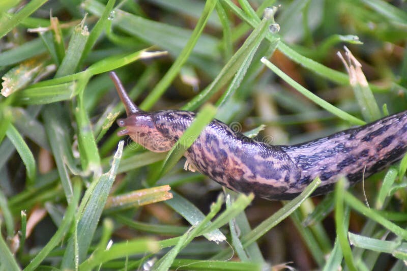 Leopard Slug (Limax Maximus) Stock Image - Image of pests, mollusk ...