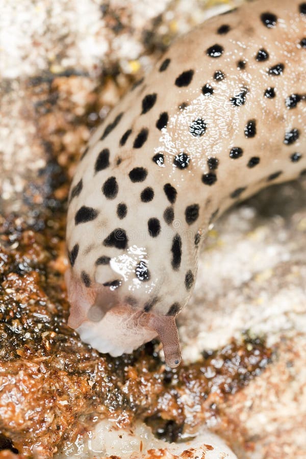 Leopard Slug (Limax Maxius) Stock Image - Image of pest, maxius: 22655221