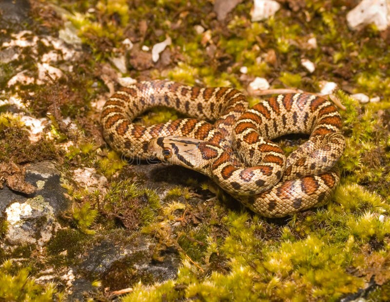 Leopard Snake, Zamenis Situla Stock Photo - Image of skin, thin: 204553328