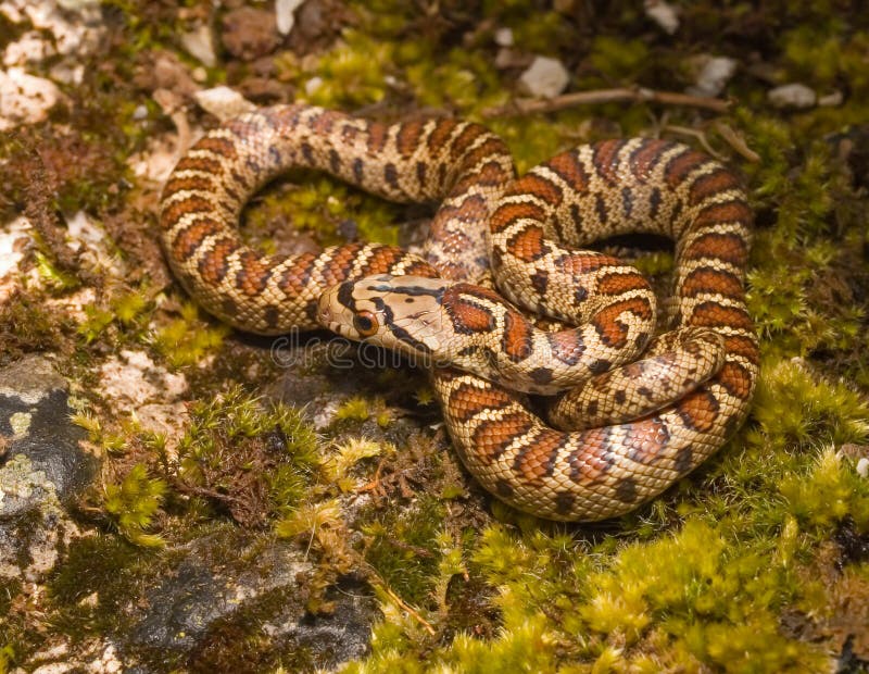 Leopard Snake, Zamenis Situla Stock Image - Image of close, rare: 204553335
