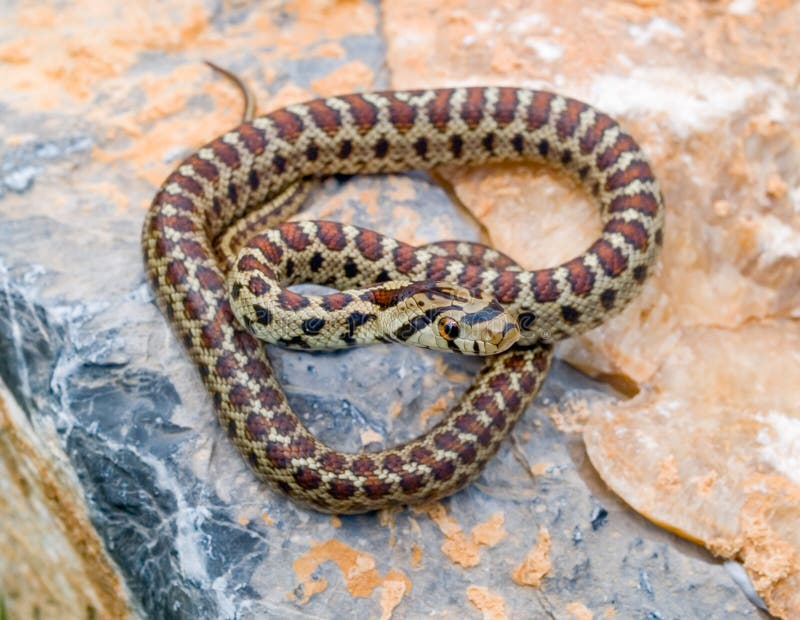 Eastern Corn Snake stock image. Image of snake, agressive - 14107999