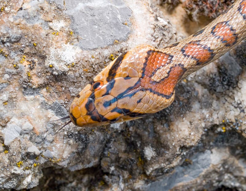Leopard Snake, Zamenis Situla Stock Photo - Image of long, snake: 204553600