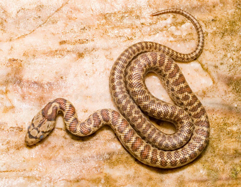 Leopard Snake, Zamenis Situla Stock Image - Image of wild, endangered ...