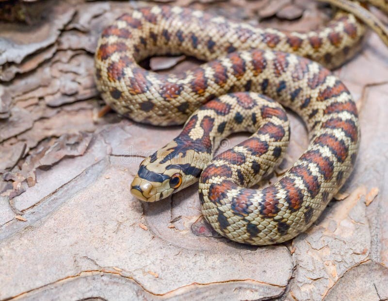 Leopard Snake, Zamenis Situla Stock Image - Image of leopard, wildlife ...