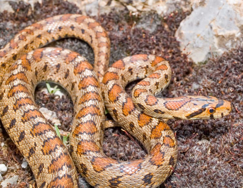 Leopard Snake, Zamenis Situla Stock Photo - Image of dice, europe ...