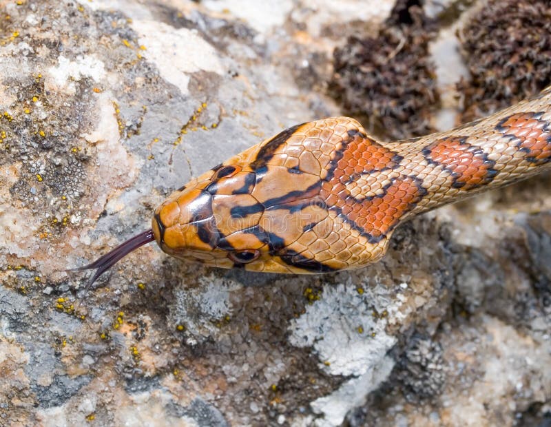 Leopard Snake, Zamenis Situla Stock Photo - Image of aquatic, wildlife ...