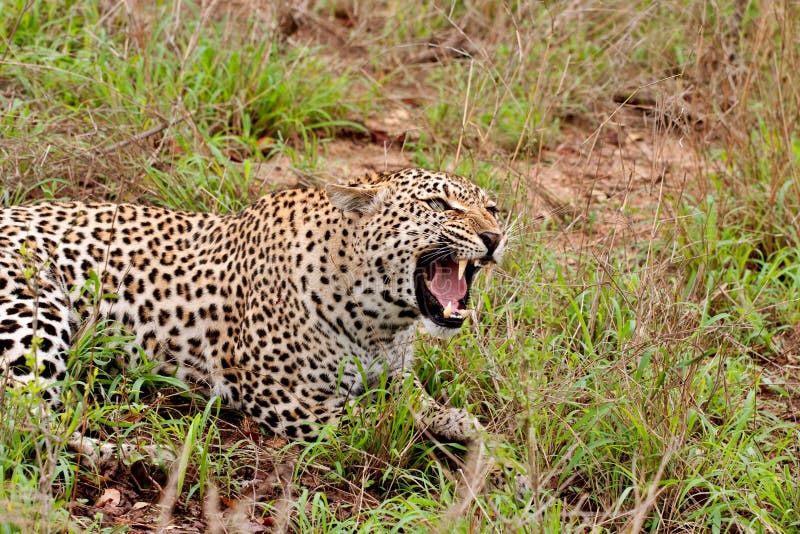 Leopard snarling stock image. Image of hunter, wildlife - 17689893