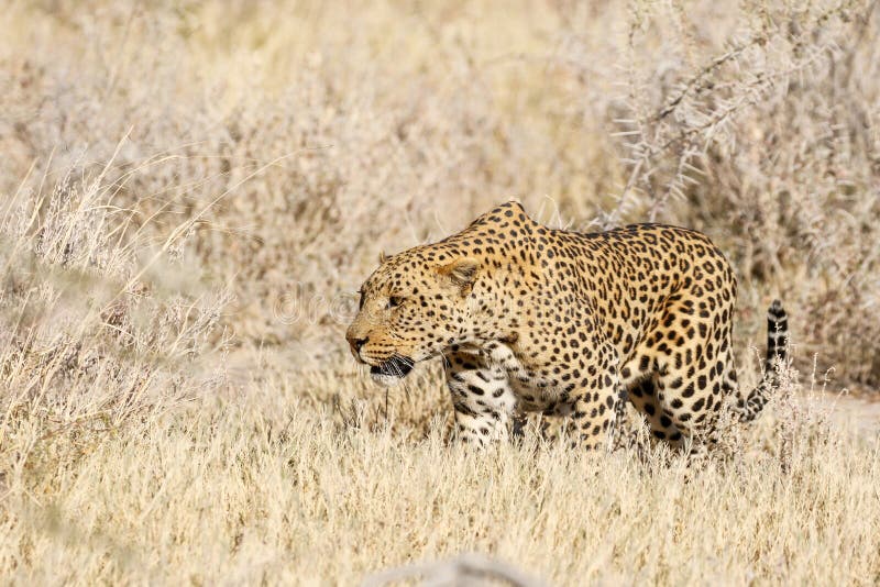 Leopard hunts a springbok stock image. Image of namibia - 109739843
