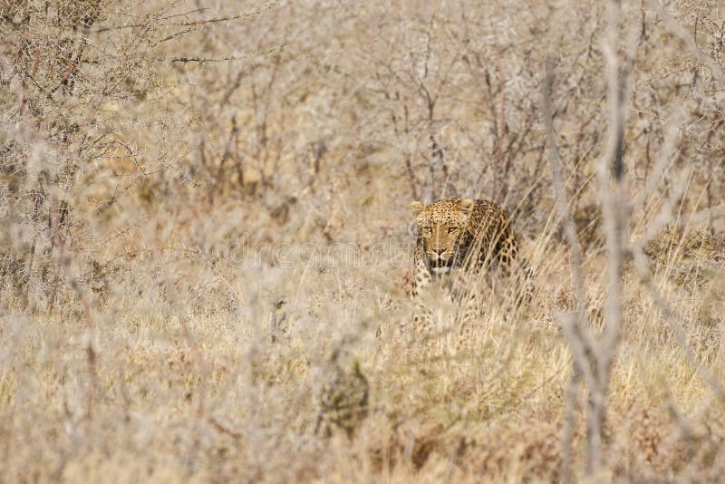 Leopard hunts a springbok stock image. Image of gamereserve - 109739897