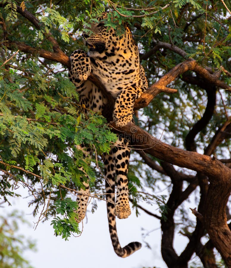 A Leopard Spotted Hanging on a Tree in a Forest Stock Photo - Image of ...