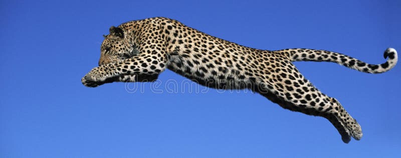 Leopard springt stockfoto. Bild von wild, säugetier, sprung - 8206210