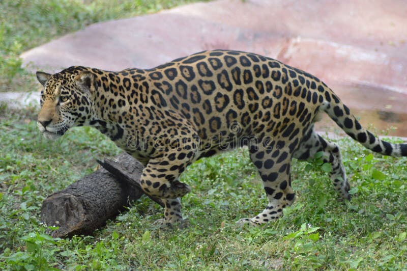 Leopard ready to hunt stock photo. Image of mammal, action - 187089644