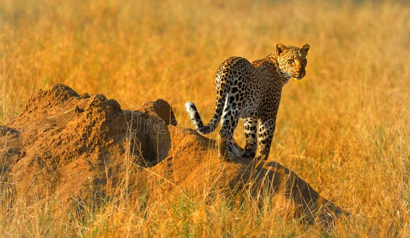 Leopard Standing on an Ants Nest Stock Photo - Image of animal, mammal ...