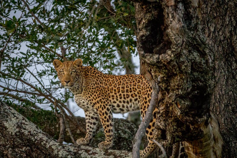 Leopard Standing on a Branch and Starring. Stock Photo - Image of ...