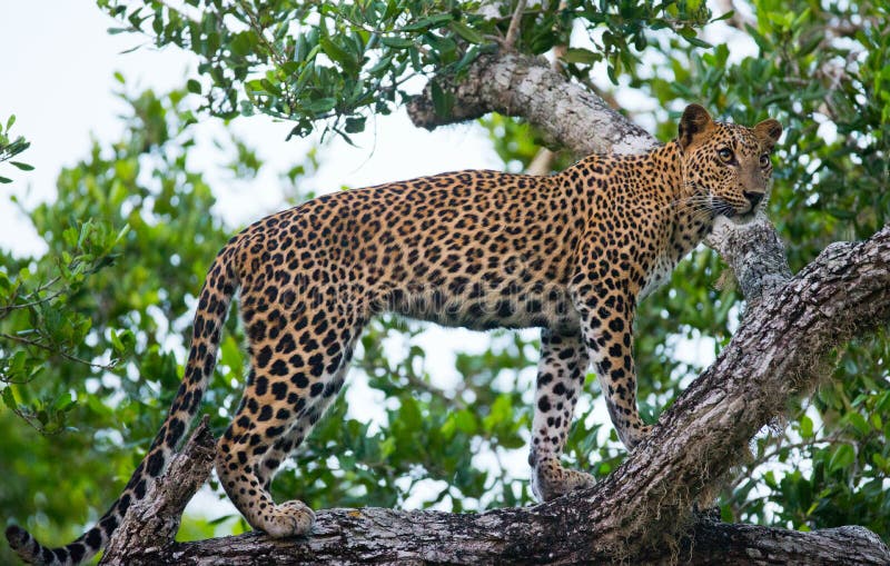 Leopard standing on a rock stock image. Image of rock - 106923103