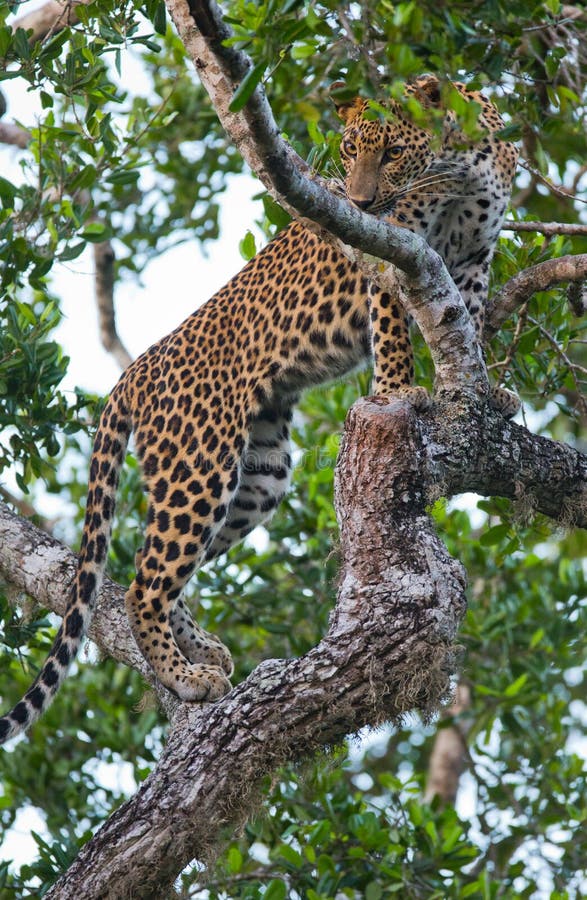 Leopard Standing on a Large Tree Branch. Sri Lanka Stock Photo - Image ...
