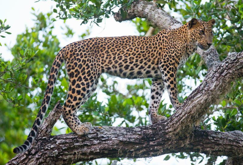 Leopard Standing on a Large Tree Branch. Sri Lanka Stock Image - Image ...