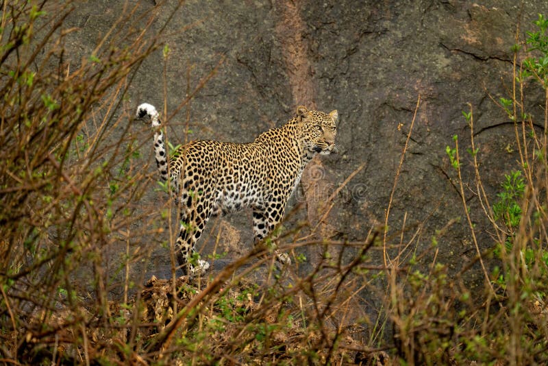 Leopard Standing on Rock Surrounded by Bushes Stock Image - Image of ...