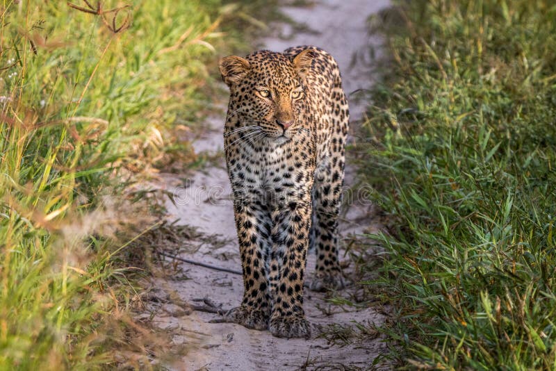Leopard Standing in the Sand in the Kalahari. Stock Image - Image of ...