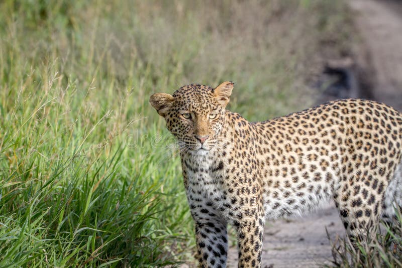 Leopard Standing on a Path. Stock Photo - Image of environment ...