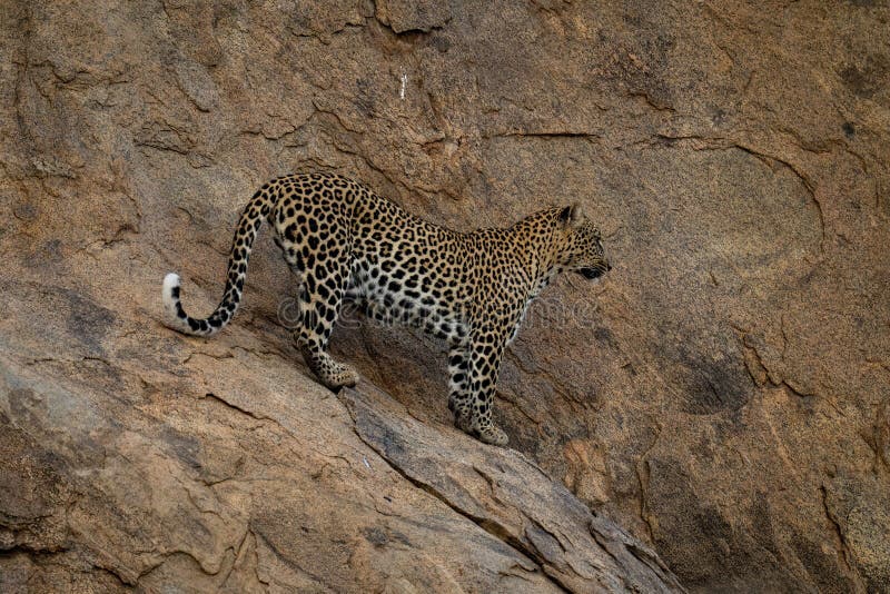 Leopard Standing on Steep Rock Looking Ahead Stock Image - Image of ...