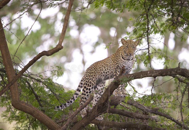 Leopard Standing on the Tree Stock Photo - Image of pardus, large: 10397464