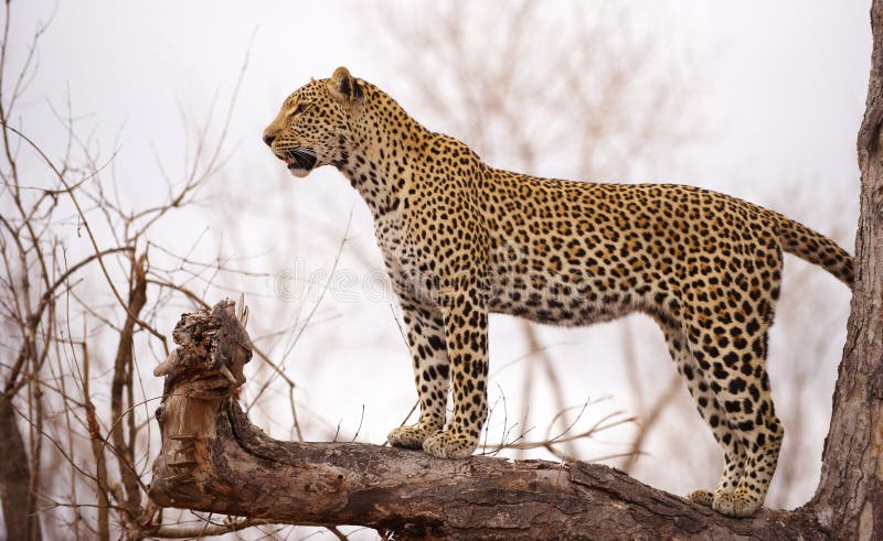 Leopard Standing On The Tree Stock Photo - Image of pardus, outdoors ...
