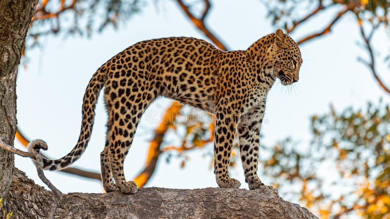 Leopard is Standing on a Tree Stock Image - Image of leopard, savanna ...