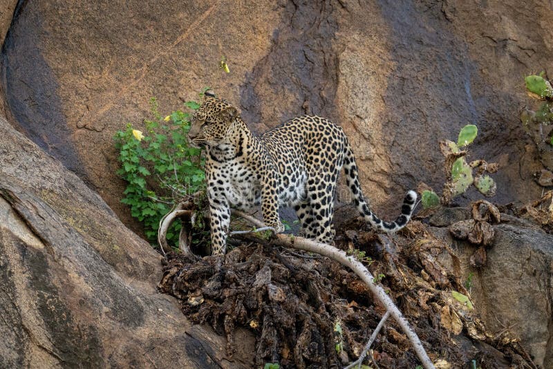 Leopard Stands on Bent Branch Cocking Head Stock Image - Image of head ...