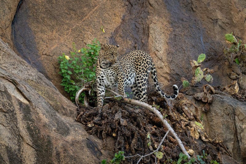 Leopard Stands on Bent Branch Looking Down Stock Photo - Image of ...