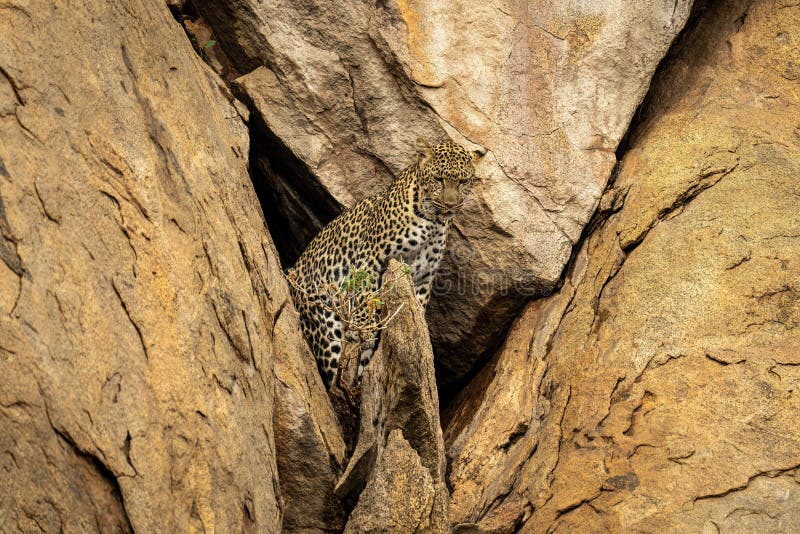 Leopard Stands by Cave Mouth Looking Down Stock Image - Image of plain ...