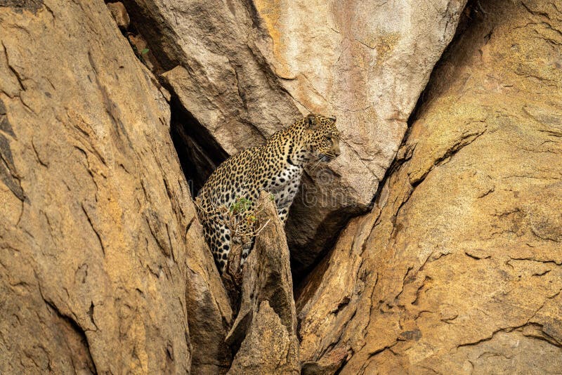 Leopard Stands by Cave Mouth Looking Right Stock Photo - Image of ...