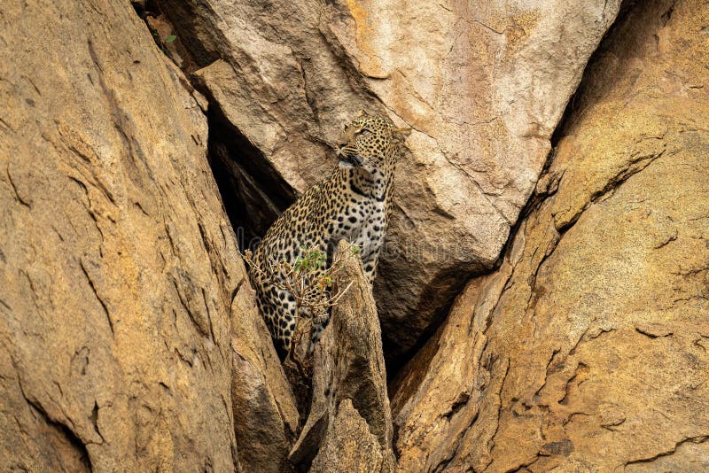 271 Leopard Cave Stock Photos - Free & Royalty-Free Stock Photos from ...