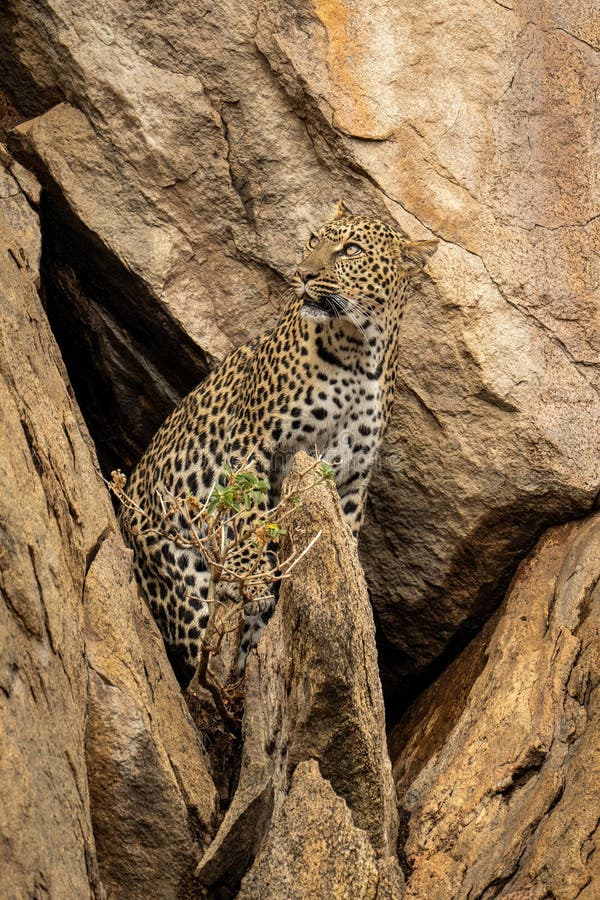 255 Leopard Cave Stock Photos - Free & Royalty-Free Stock Photos from ...