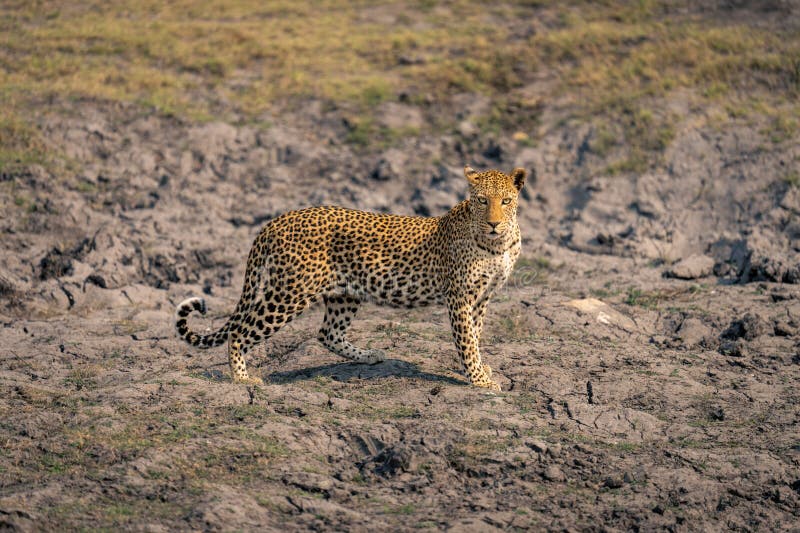 Leopard Stands on Dry Riverbed Watching Camera Stock Image - Image of ...