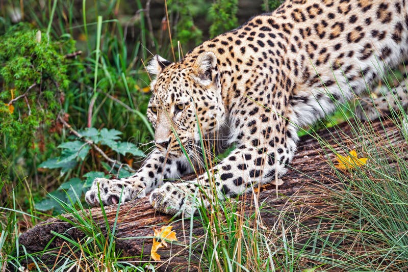 Leopard Stands on a Fallen Tree Preparing for a Hunting Flight Stock ...
