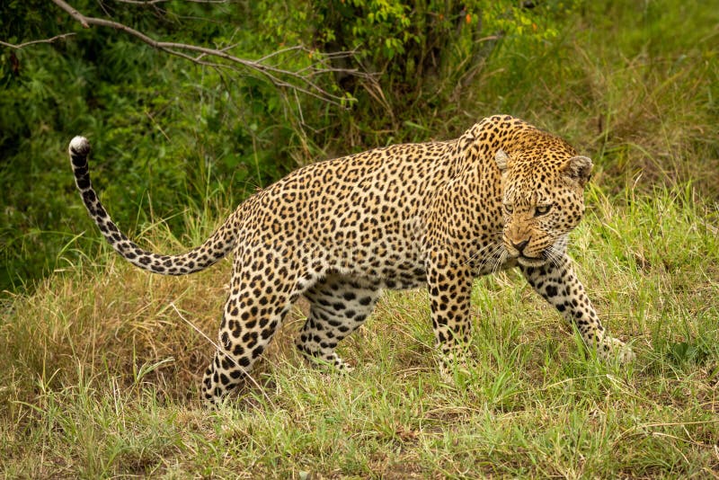 220 Leopard Growling Stock Photos - Free & Royalty-Free Stock Photos from Dreamstime