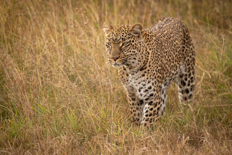 Leopard Stands Looking Ahead in Long Grass Stock Image - Image of mara ...