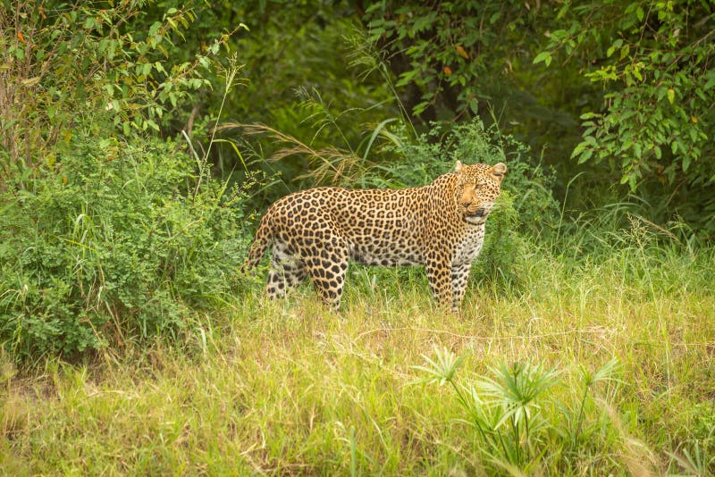 Leopard Stands Looking Round with Bushes Behind Stock Image - Image of ...