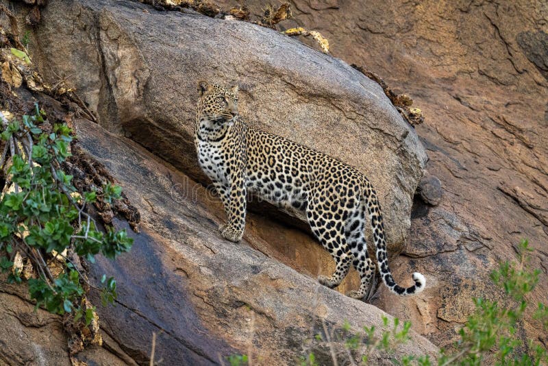 Leopard Stands on Rock Face Looking Back Stock Image - Image of stands ...