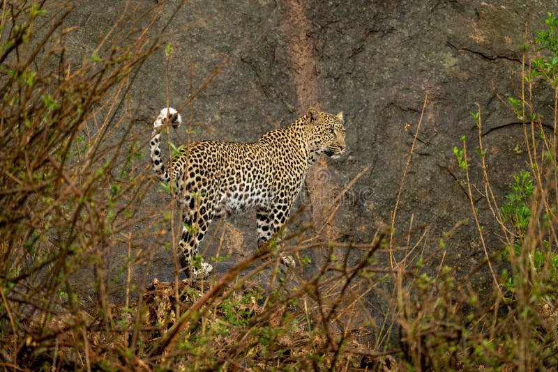 Leopard Stands on Rock Framed by Bushes Stock Image - Image of plain ...