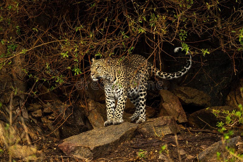 Leopard Stands on Rock Under Leafy Branches Stock Photo - Image of ...