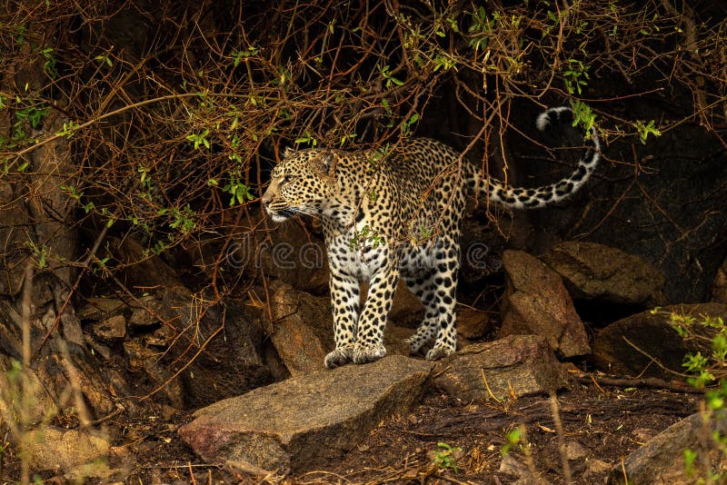 Leopard Stands on Rocks Surrounded by Bushes Stock Photo - Image of ...