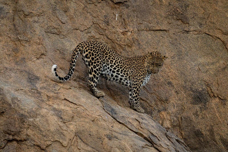 Leopard Stands on Sheer Rock Looking Down Stock Image - Image of rock ...