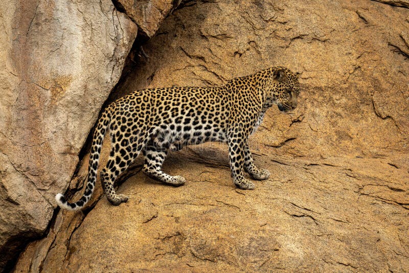 Leopard Stands on Sheer Rock Staring Down Stock Image - Image of ...