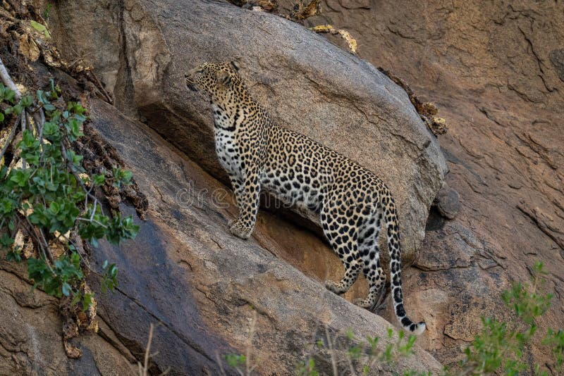 Leopard Stands on Sloping Rock Looking Up Stock Image - Image of ...
