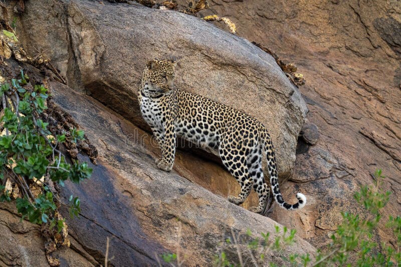 Leopard Stands on Sloping Rock Staring Down Stock Photo - Image of ...
