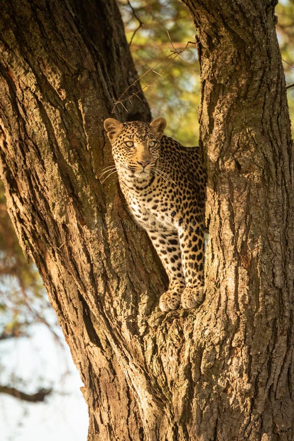 Leopard Stands Staring in Fork of Tree Stock Image - Image of predator ...