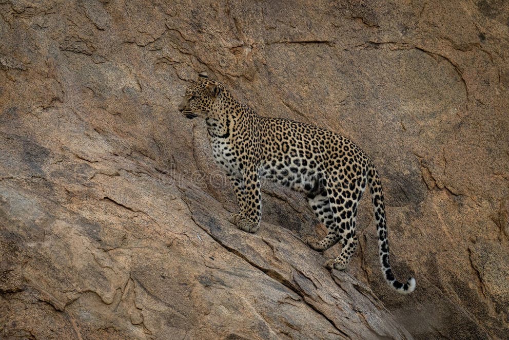 Leopard Stands on Steep Rock Looking Ahead Stock Image - Image of jogi ...